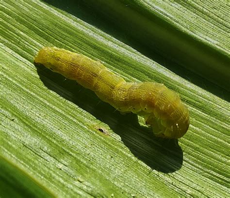 Vivatrap Corn Earworm Moth Trap And Lure 2 Pack At