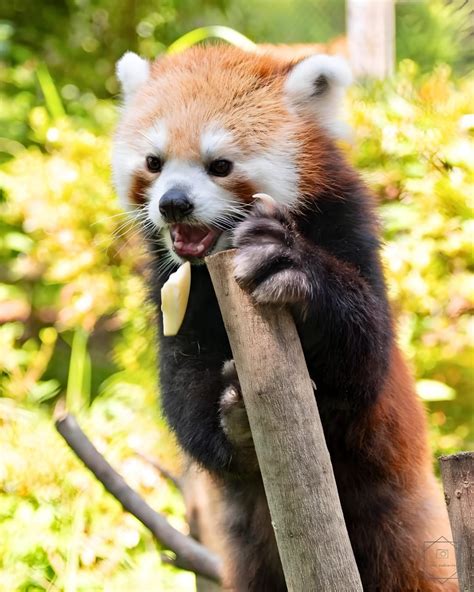 Do You Like To Eat And Play With Red Pandas Foryou Fyp 2025 Fy