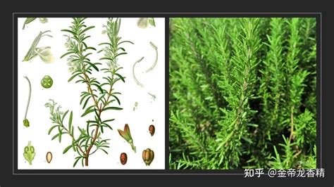 香精与香料115—迷迭香 知乎