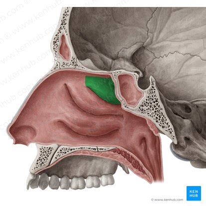 Cornetes Nasales Anatomía Estructura Y Función Kenhub