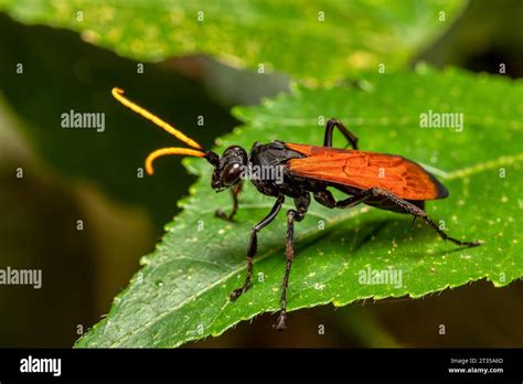 Hemipepsis Ustulata Is A Species Of Tarantula Hawk Wasp Tarantula