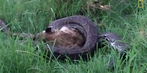 Python Swallows Hyena Whole Video