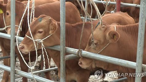 녹조철 앞두고 가축분뇨 배출시설 합동점검 연합뉴스