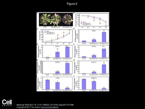 Arabidopsis Wrky45 Interacts With The Della Protein Rgl1 To Positively