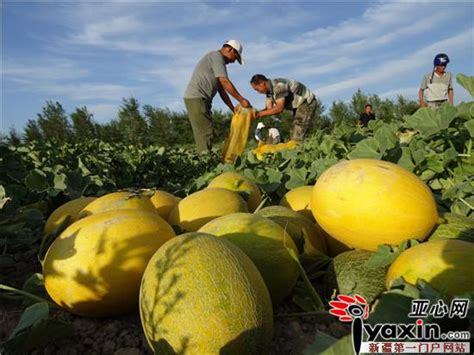 新疆兵团第七师一三〇团金灿灿的甜瓜喜获丰收新疆甜瓜丰收新浪新闻