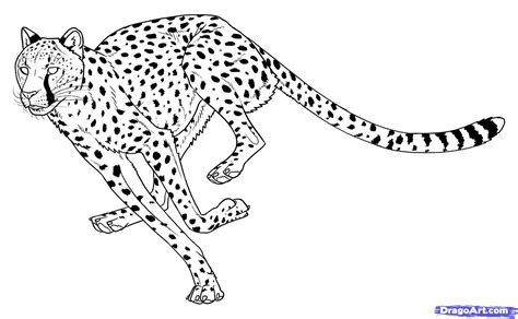 Running Cheetah Drawing