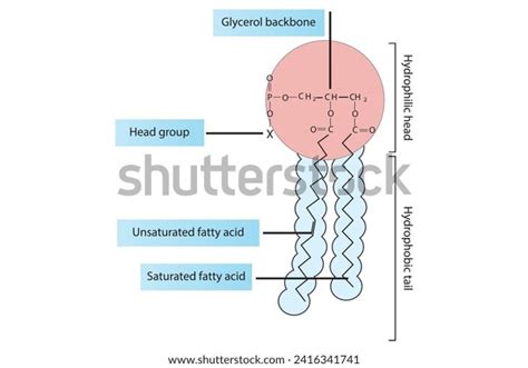 Simplified Schematic Structure Phospholipid Polar Head Stock Vector