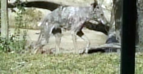 Texas Chupacabra Caught On Camera