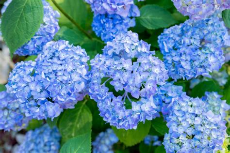 Pruning Hydrangeas Baltimore Maryland Landscape Design