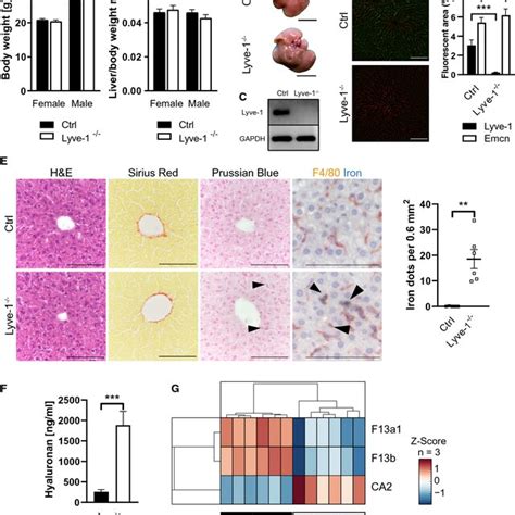 Phenotypical And Histological Characterization Of Lyve 1−− Livers