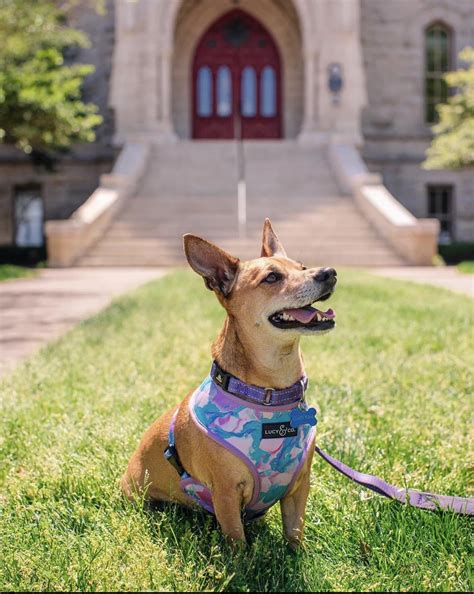 Daisy Mae On Her Latest Adventure Scrolller