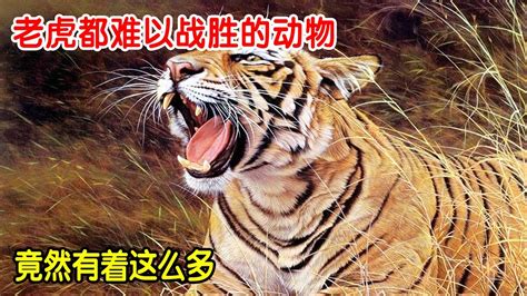 老虎真的是无敌吗？一旦遇到这几种动物，老虎都不一定是对手 Youtube