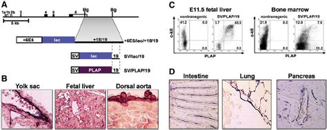 The Scl 19 Core Enhancer Targets Plap Expression To Endothelium And