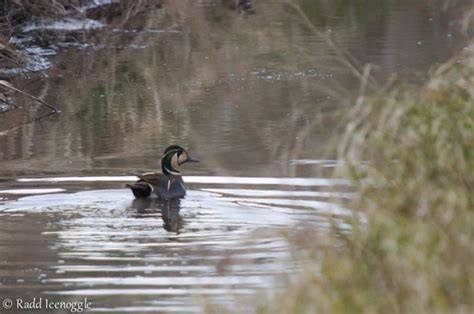 5 Non Negotiables In Your Science Classroom Even If You Have To Teach Remotely