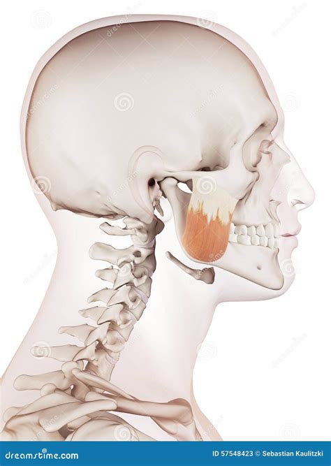 Masseter Muscle As Mastication Anatomical Muscular System Outline