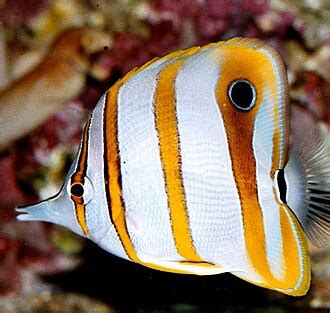 Chaetodontidae — Wikipédia