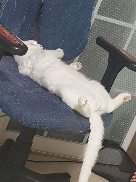 고양이 유머 움짤 이슈 에펨코리아