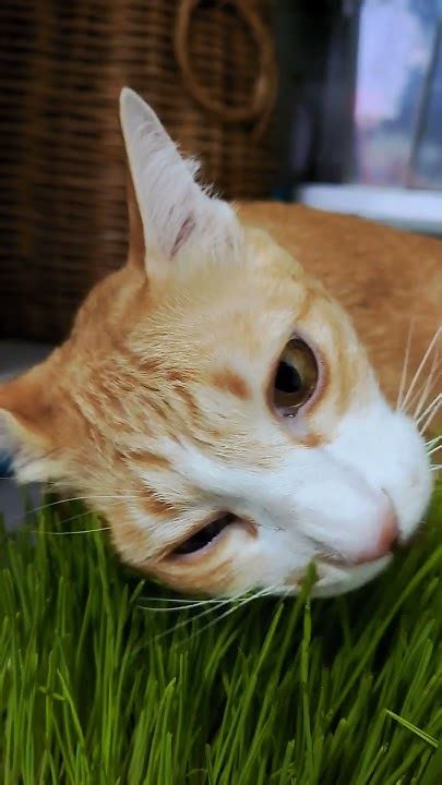 ウインク猫 Wink Cat 草ほお張る Chewing Licking Winking Kitty Youtube