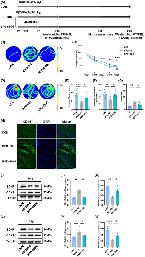 Inhibition Of Cdk5 Alleviates Bpd‐associated Learning And Memory Download Scientific Diagram