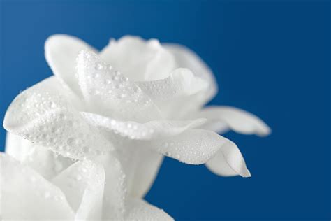 파란색 배경에 흰색 Freesia 꽃입니다 꽃 나무에 대한 스톡 사진 및 기타 이미지 꽃 나무 꽃 꽃의 구조 꽃 식물