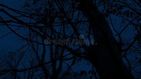 Dark Creepy Trees Moving Shot Stock Footage Video Of Trees Spooky