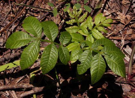 Flora Of Zimbabwe Cultivated Plants Individual Record No 34109