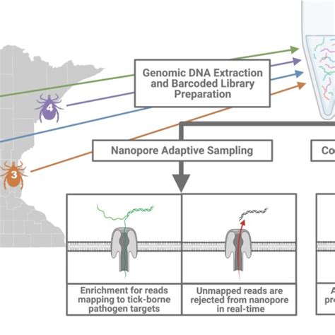 Pdf Enabling Metagenomic Surveillance For Bacterial Tick Borne