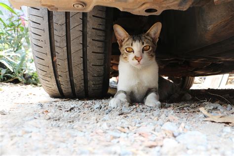 Gato Tirado En El Suelo Debajo Del Auto Y Al Lado Del Volante Mascota Escondida Debajo Del Auto
