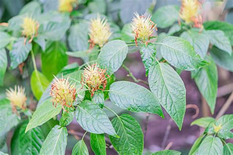 붉은 열매와 녹색 잎이 있는 잘 익은 커피나무의 클로즈업 이미지 잎은 광택이 나며 갓 수확했거나 젖었을 수 있습니다 배경은 더 많은 커피나무 잎을 암시합니다 텍스트 없음