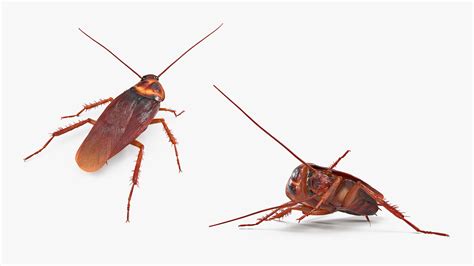 Rigged Animated Cockroach Collection For Cinema 4d Model Turbosquid