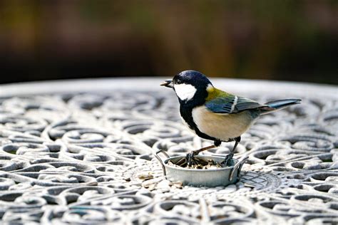 The Japanese Tit Is An Old Fashioned Gentleman Or Gentlewoman Fyi