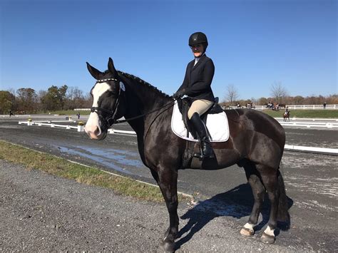 Percheron Thoroughbred Cross