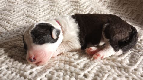 Available Puppies Mini Goldendoodle Mini Bernedoodle And