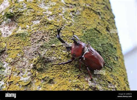 Japanese Rhinoceros Beetle Trypoxylus Dichotomus Male In Japan Stock