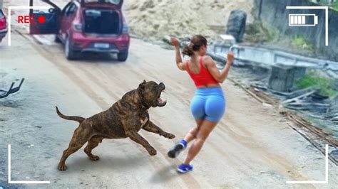 Deadly Animal Attacks On Humans Most Terrifying Moments Youtube