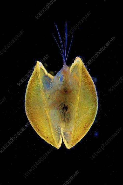 Ostracod Aquatic Crustacean Light Micrograph Stock Image C0485255