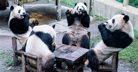 Reservación Para Cuatro La Fotografía Del Grupo De Pandas Comiendo