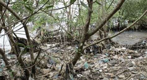 150 Toneladas De Lixo São Retiradas De Manguezais Do Rio Blog Do
