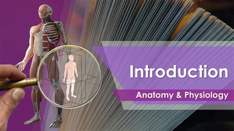 SOLUTION INTRODUCTION OF ANATOMY PHYSIOLOGY Studypool