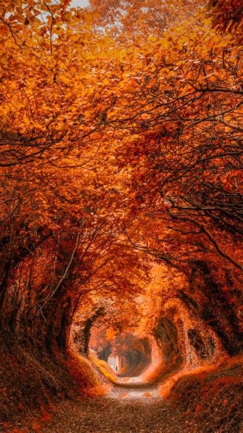 Cute Fall Wallpapers Artofit