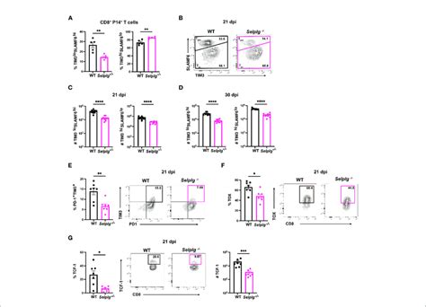 Psgl 1 Deficient Progenitor Exhausted Cd8 T Cells Tpex Are