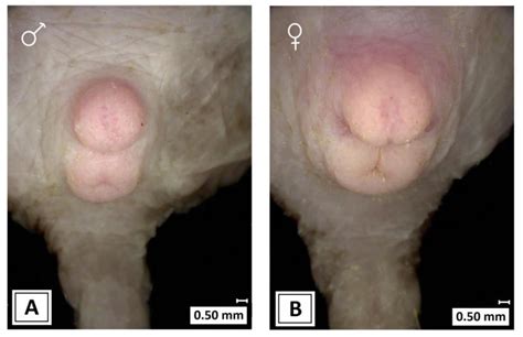 Figure From Selective Traits Of Pup Ontogeny And Reproduction In Two