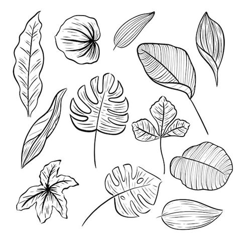 Leaf Doodle Vector Set