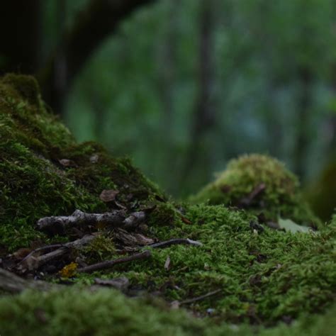 Access The Earths Subtle Natural Healing Energy Barrett Recovery