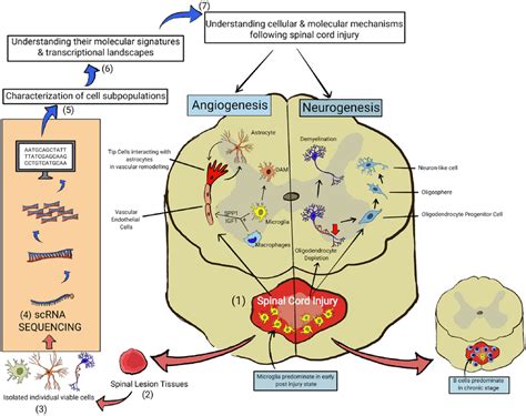 Insights Into Single Cell RNA Sequencing In Cellular Dynamics And