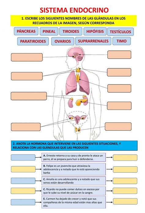 Partes Del Sistema Endocrino Para Segundo Grado De Secundaria Images