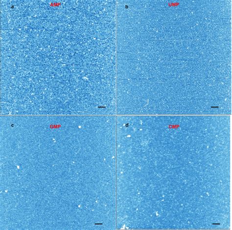 A Control Experiment Was Performed With Mononucleotide Solutions Cycled