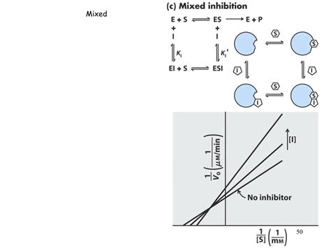 Ppt Km Vmax Kcat Powerpoint Presentation Free Download Id3206146