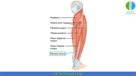 Peroneus Brevis Orthopedic Learning