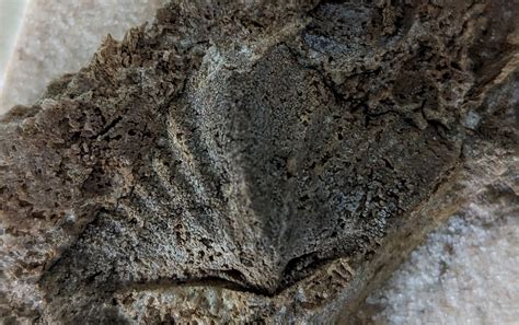 Spirifer Id Fossil Id The Fossil Forum